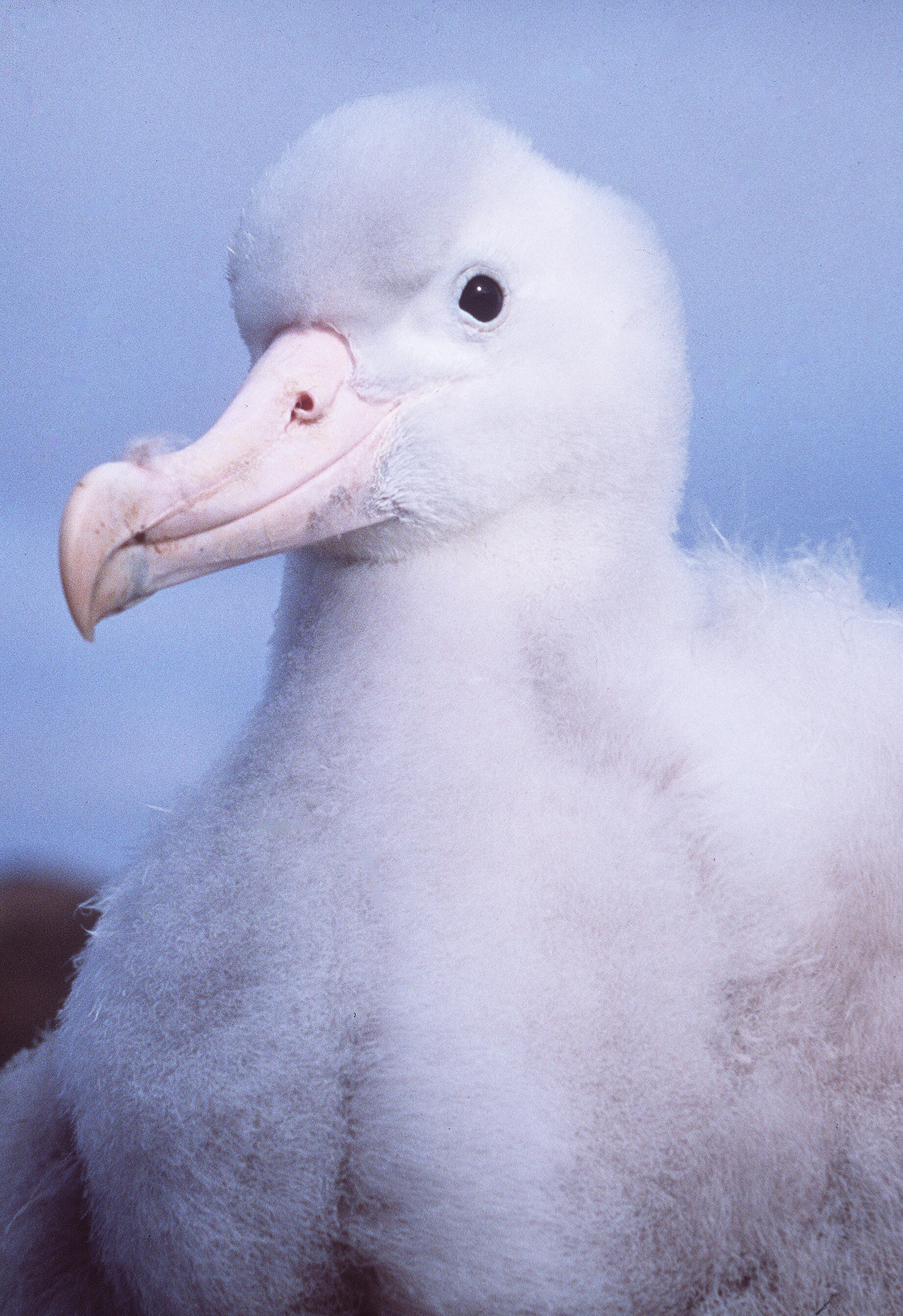 Damned we will be if the giant bird dies - ABC News