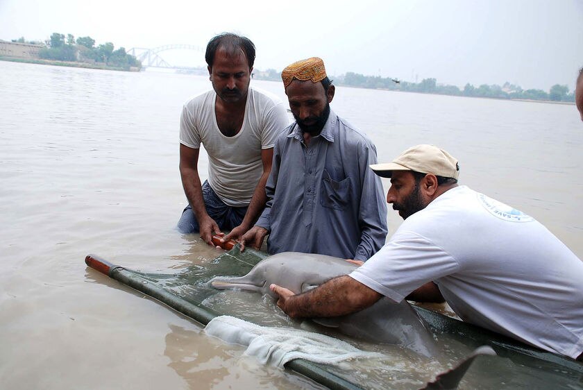 Pakistan's blind dolphins face perilous life - ABC News