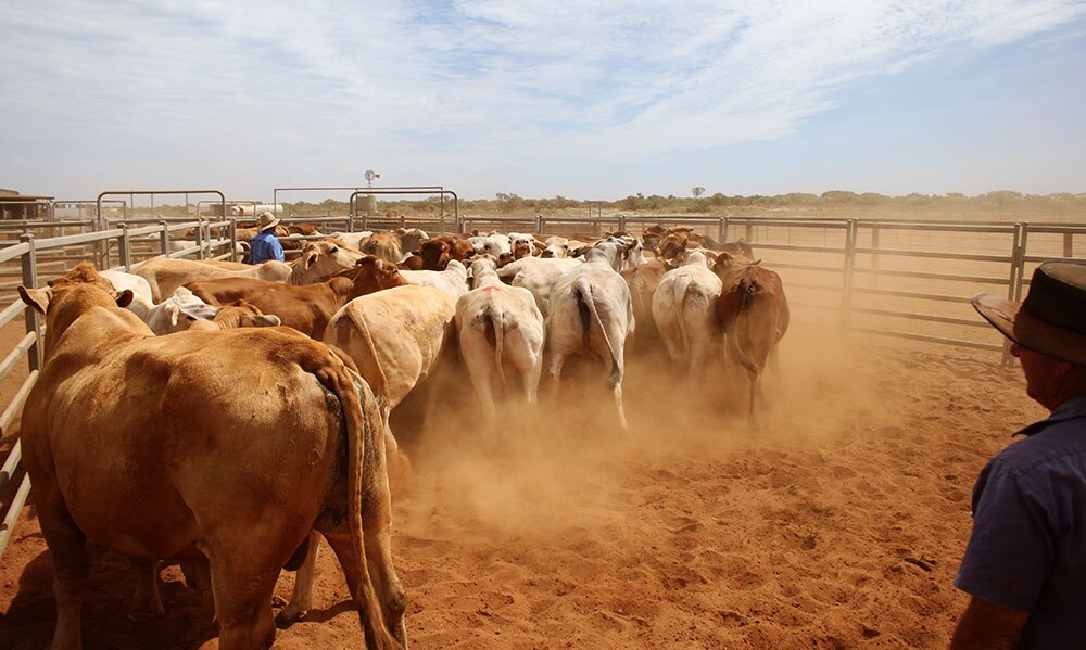 Mustering your mates in a tough season for Pilbara station - ABC News