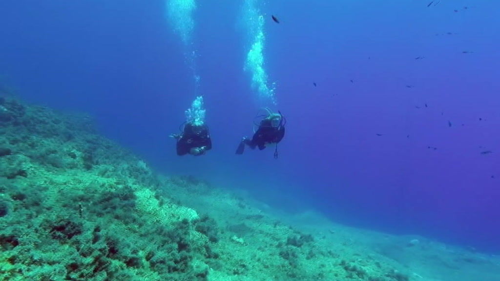 Diving with coral - ABC News