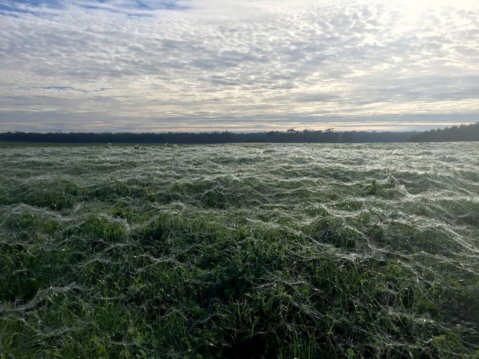 Sea of cobwebs captured on Victorian farm in ballooning phenomenon ...
