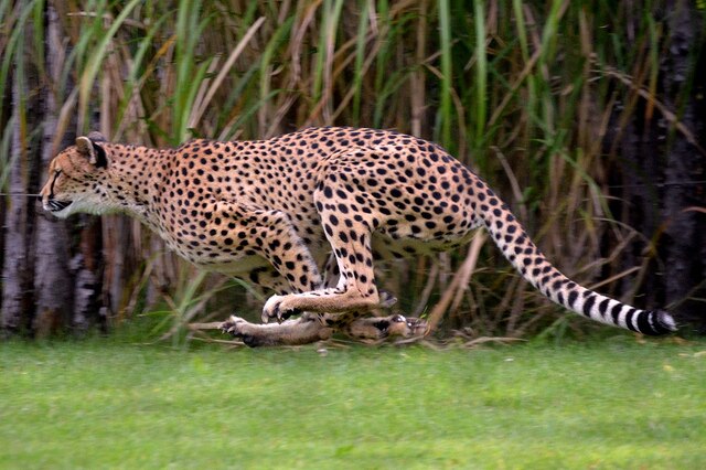 Sarah the cheetah: 'World's fastest land mammal' euthanased due to ...