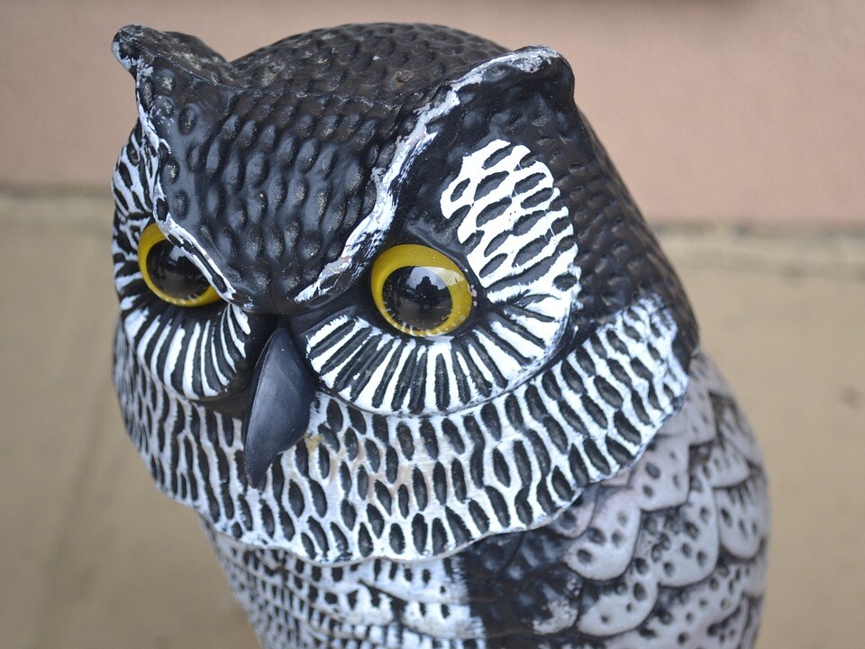 Fake owls not an effective option for deterring pesky birds, expert ...