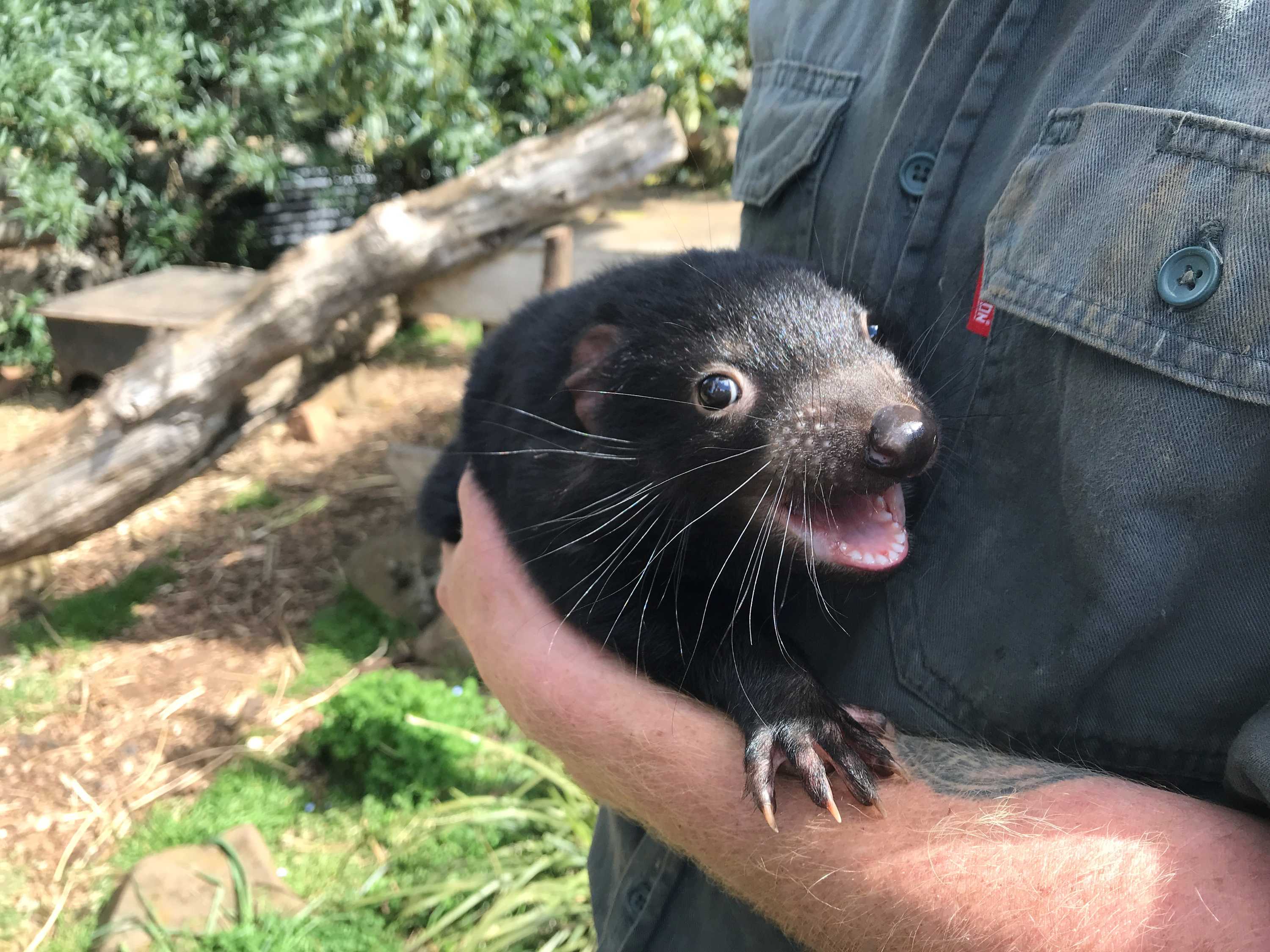 Mole Creek: all the baby animals at Trowunna - ABC Hobart