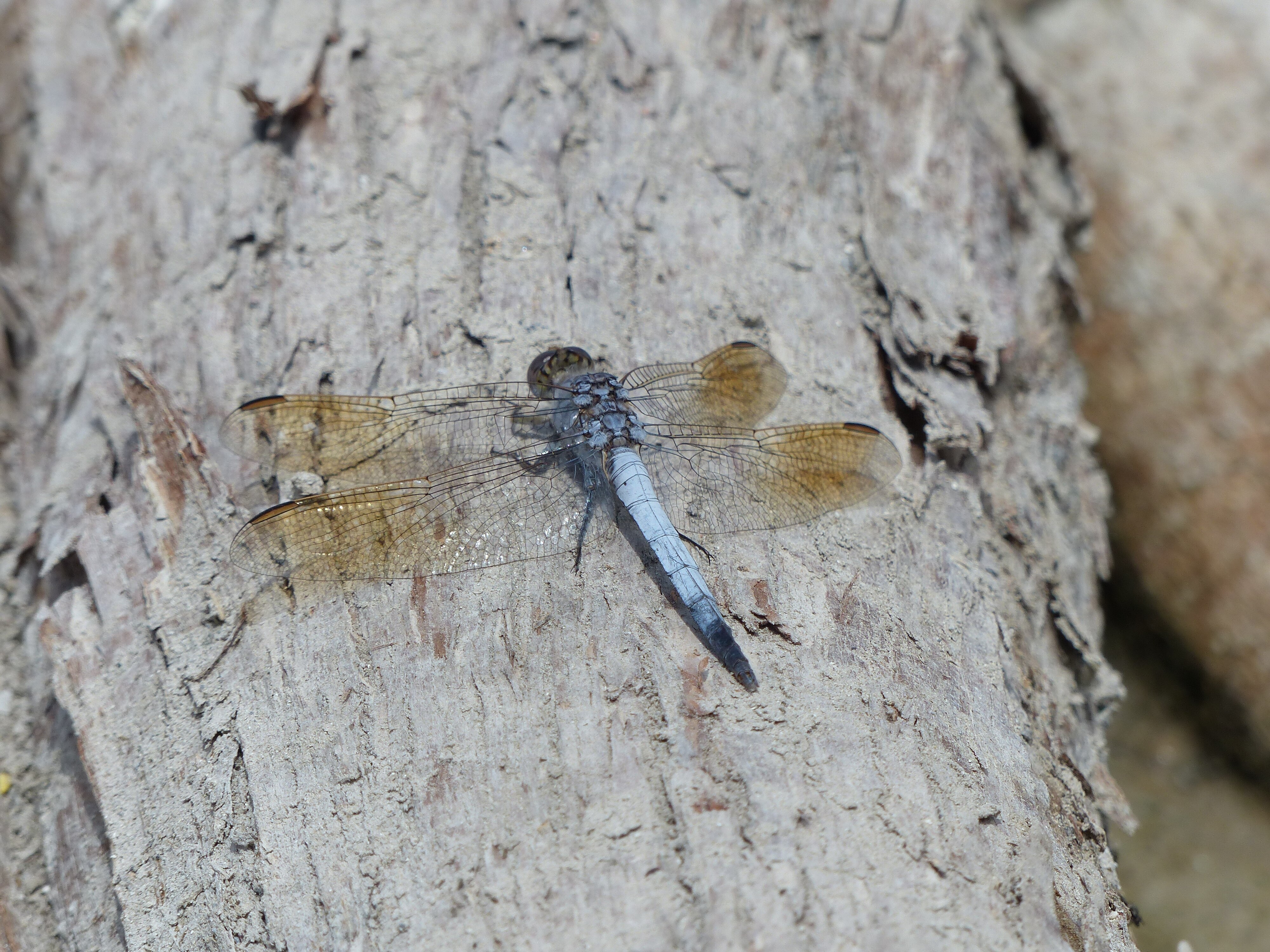 Dragonflies and damselflies: Why these vividly coloured, mosquito ...