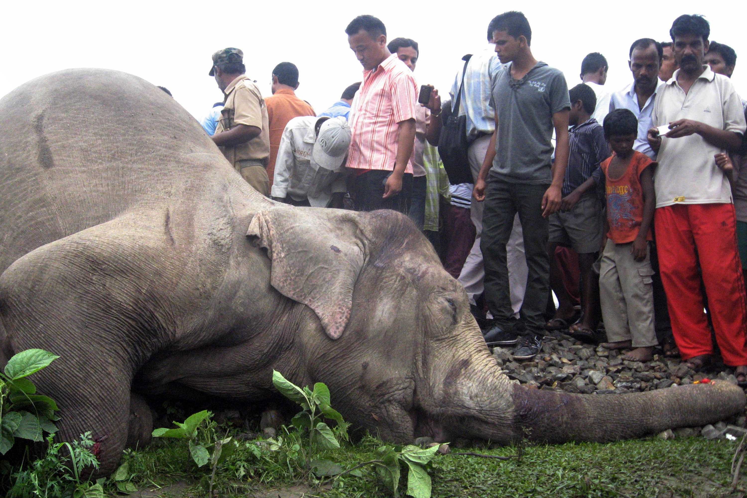 Four elephants killed by speeding train in Indian state of West Bengal ...