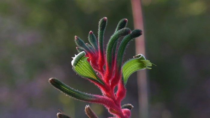 Come in Spinner - DIY Soil Sieve - Gardening Australia