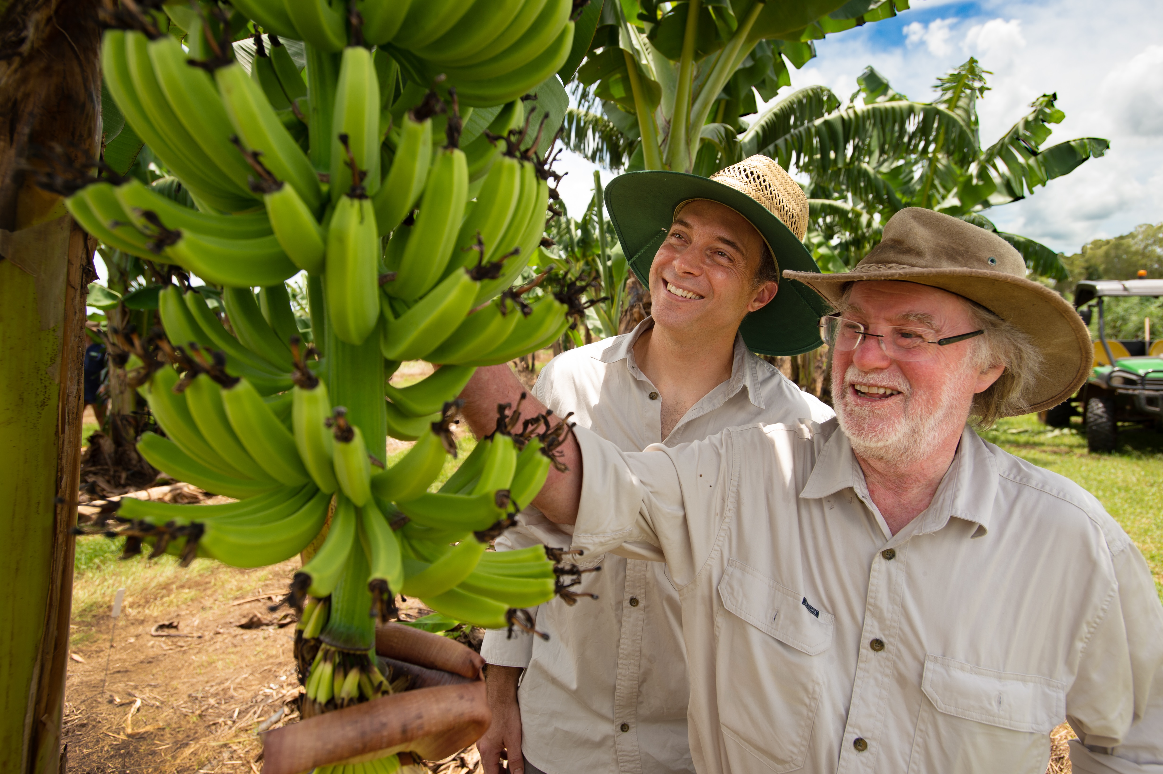 First genetically modified banana being assessed by regulators - ABC News