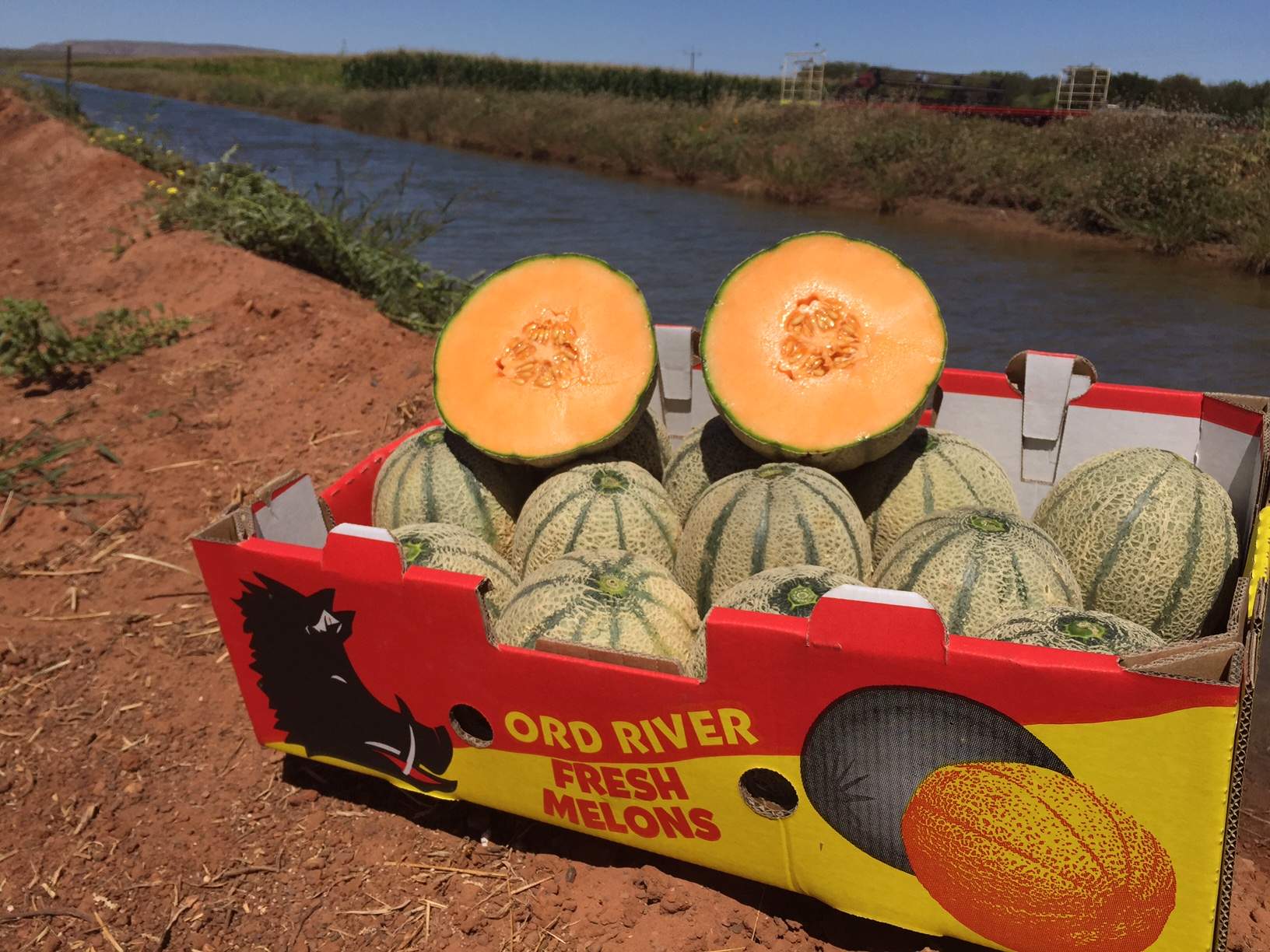 Quality rockmelons struggling to sell as salmonella scare bites - ABC News
