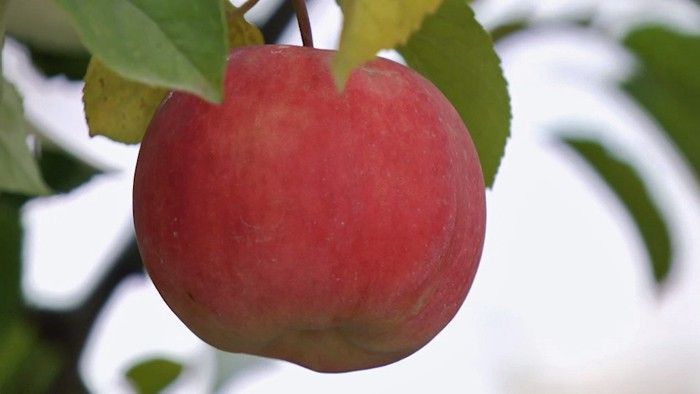 FAQs - Lumpy Lemon Tree | Indoor Herbs - Gardening Australia