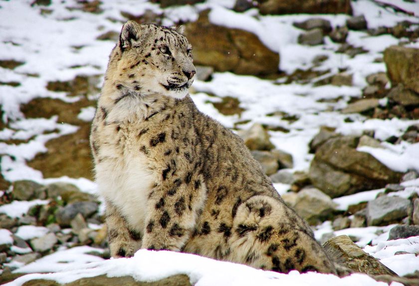 Snow leopard taken off endangered species list - ABC News
