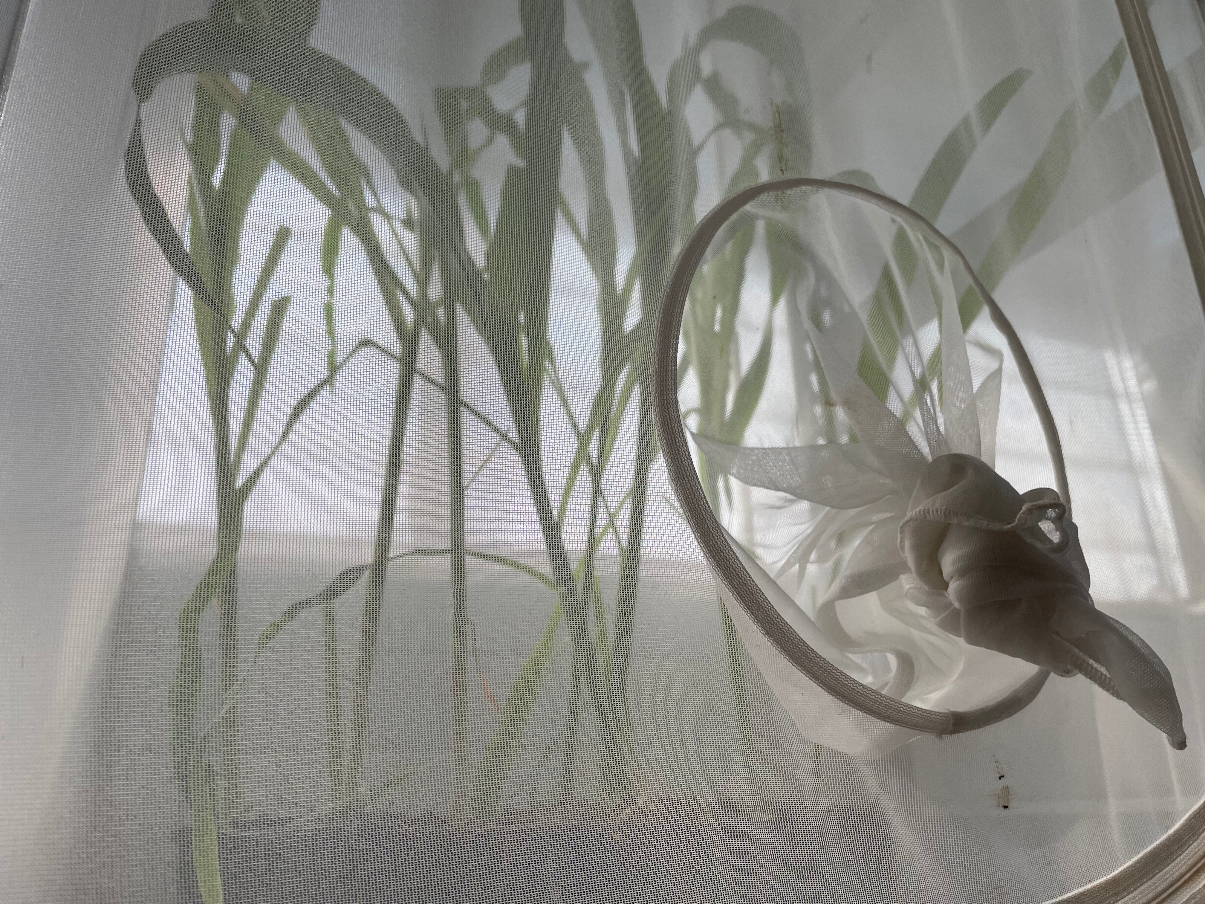 Inside the lab that's breeding weapons against fall armyworm - ABC listen