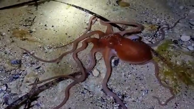 Octopus venom could slow growth of melanoma, study shows - ABC News