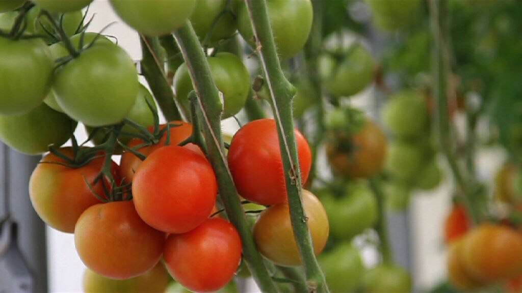 Tomato Source - ABC News