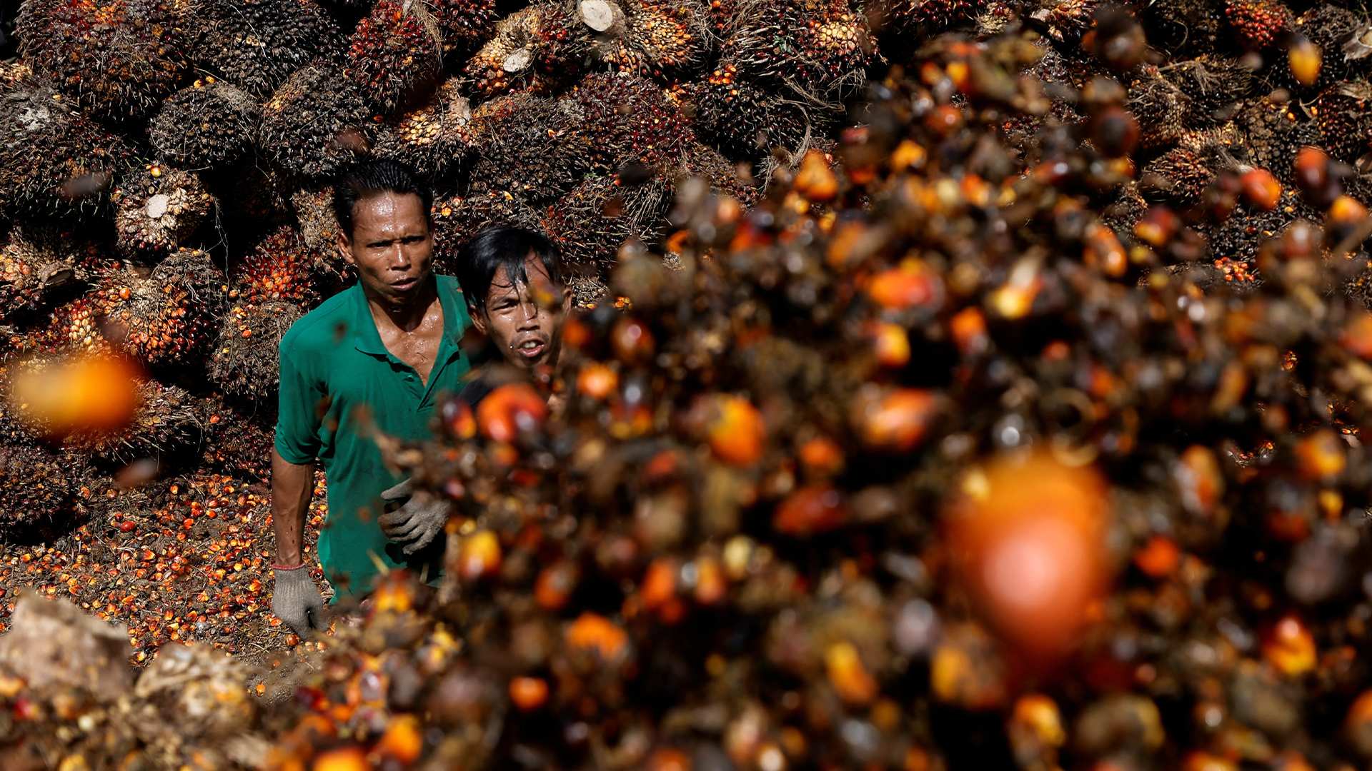 Palm Oil Ban - Behind The News