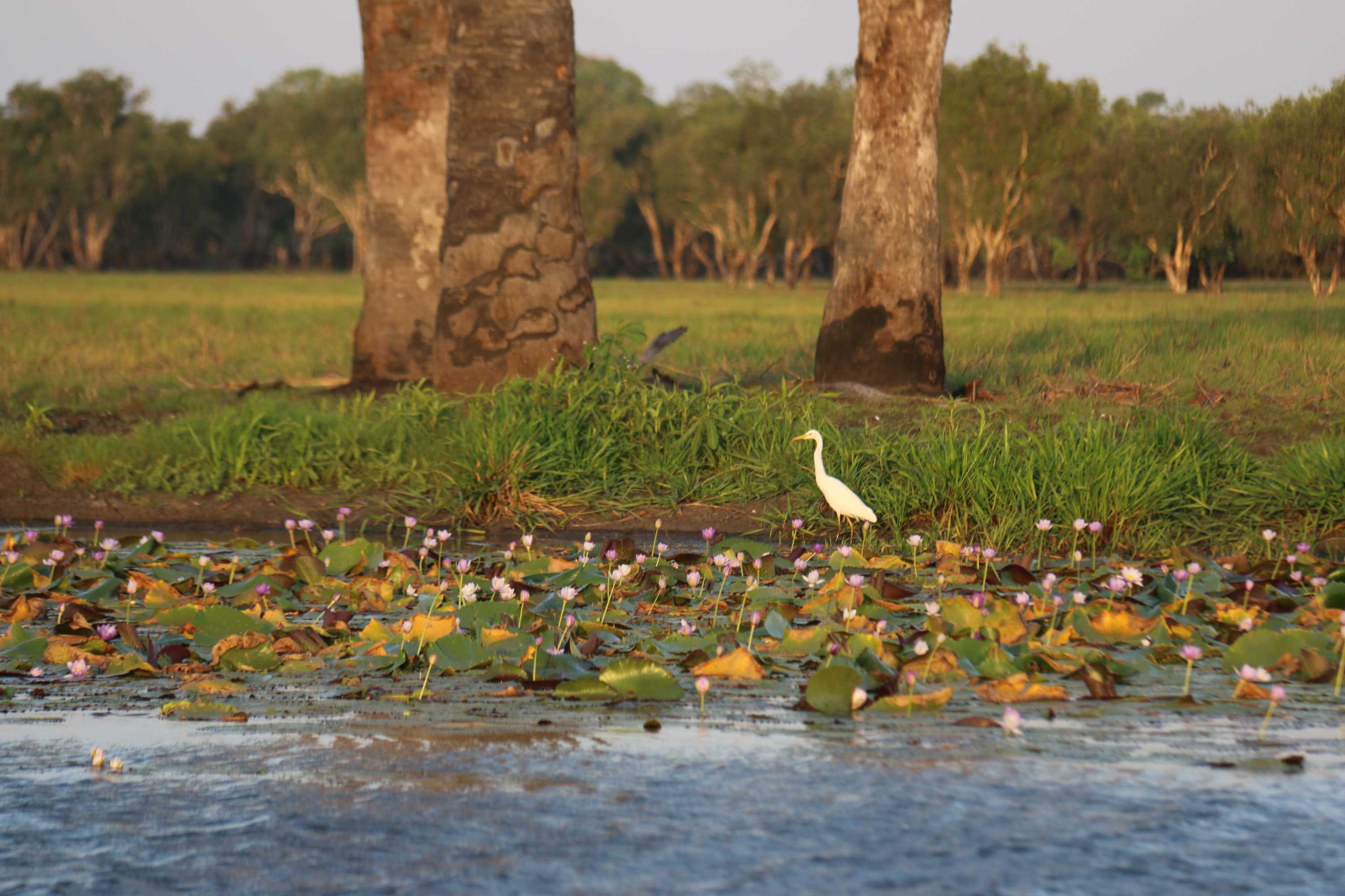 Aboriginal rangers unite to protect Australia's largest wooded ...