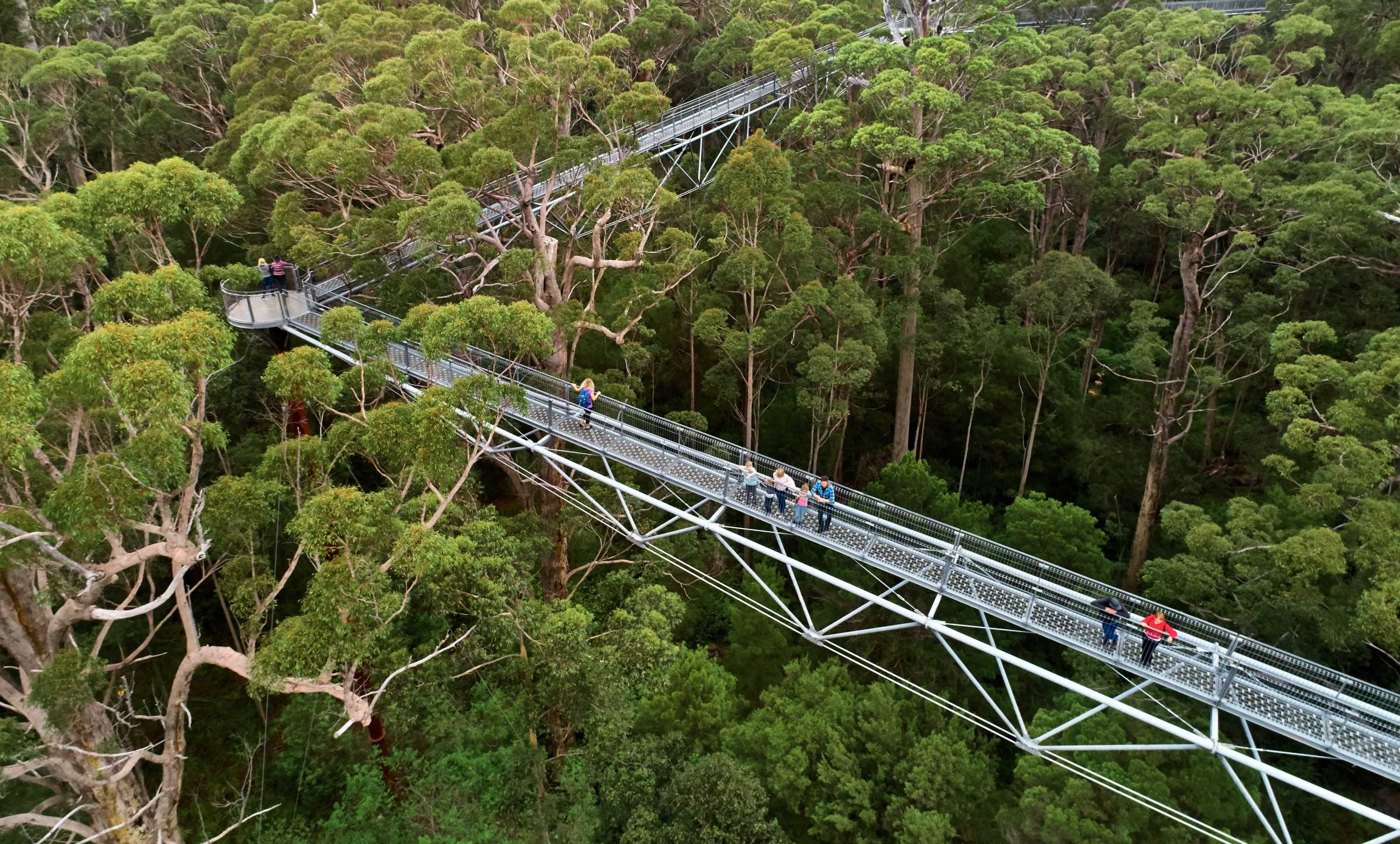Treetop Walk gets a touch up by tradies who aren't scared of heights ...