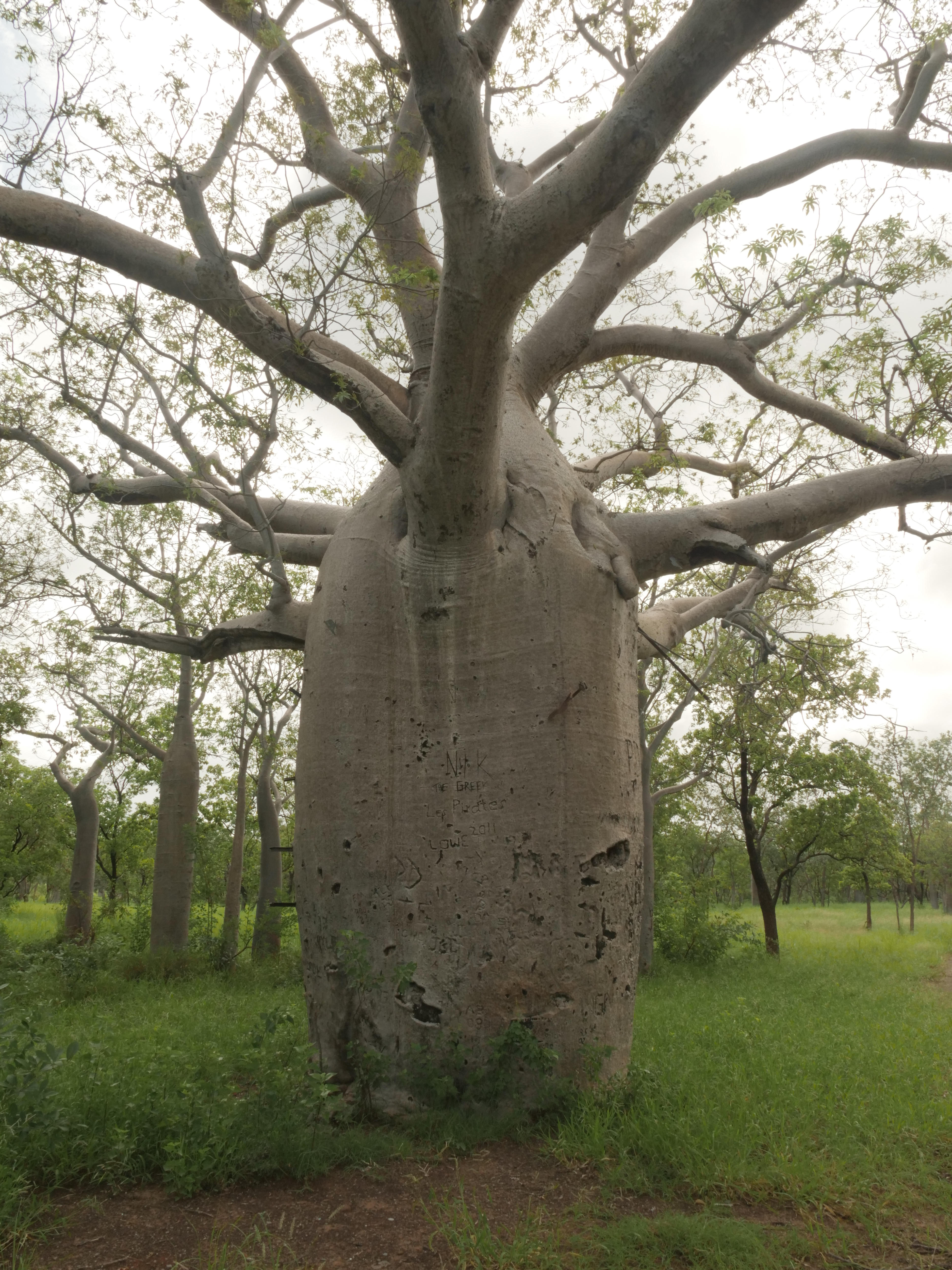 Timber Creek, Bulla communities isolated by flood 'disgusted' by ...