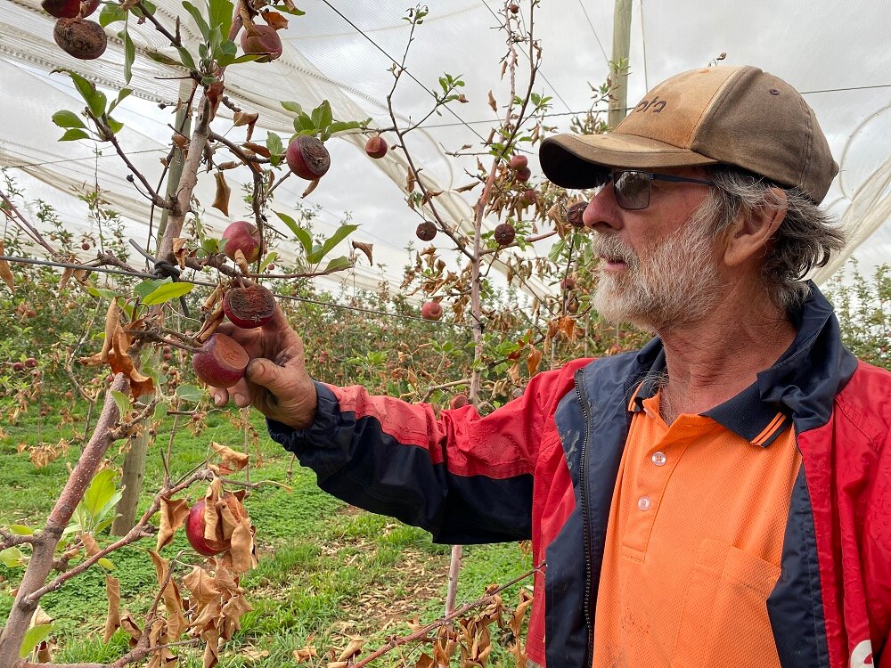 Batlow calls for help as apple orchard town begins long journey to ...