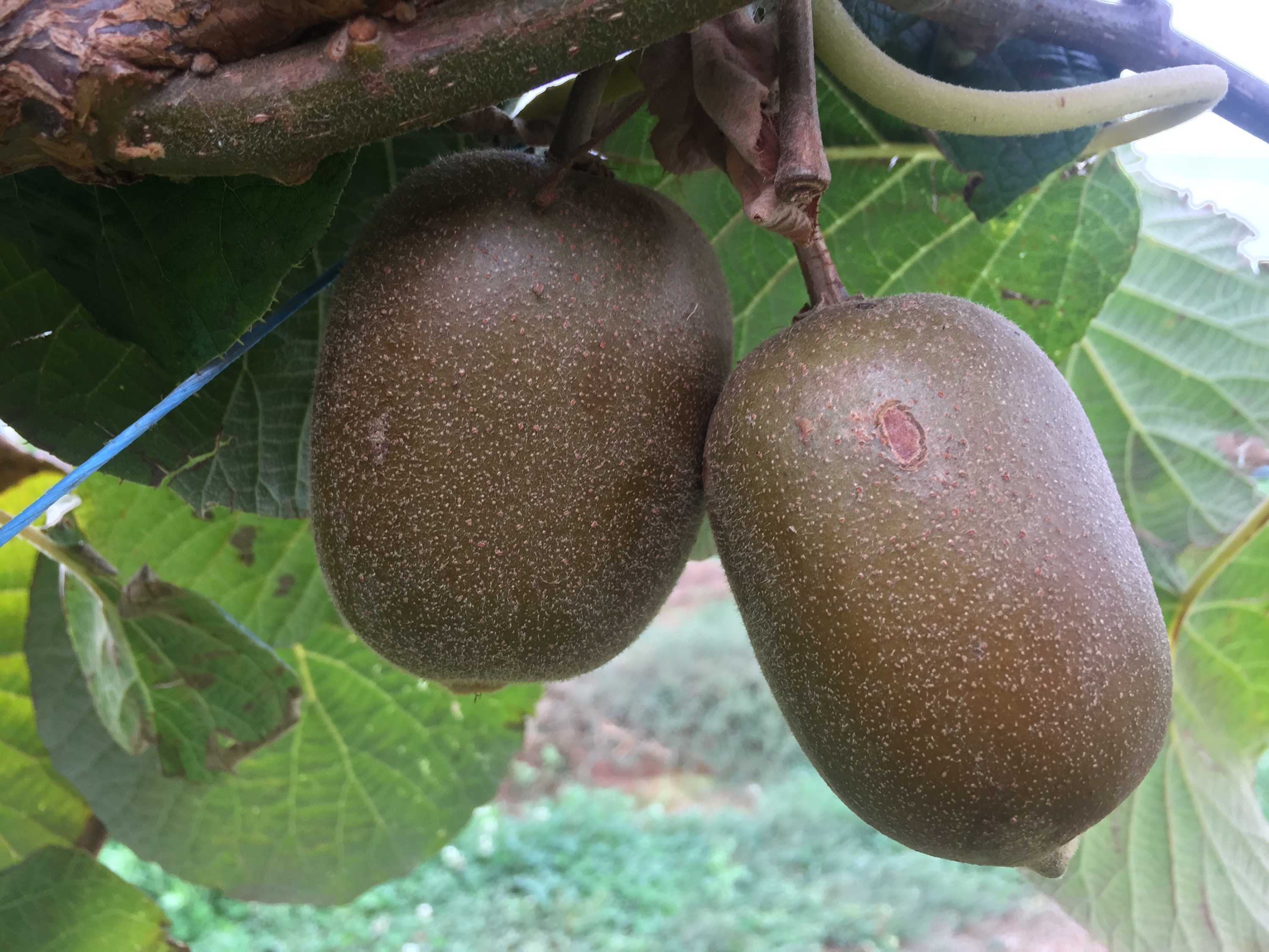 Gold kiwi fruit gives Goulburn Valley farmer new hope after giving up ...