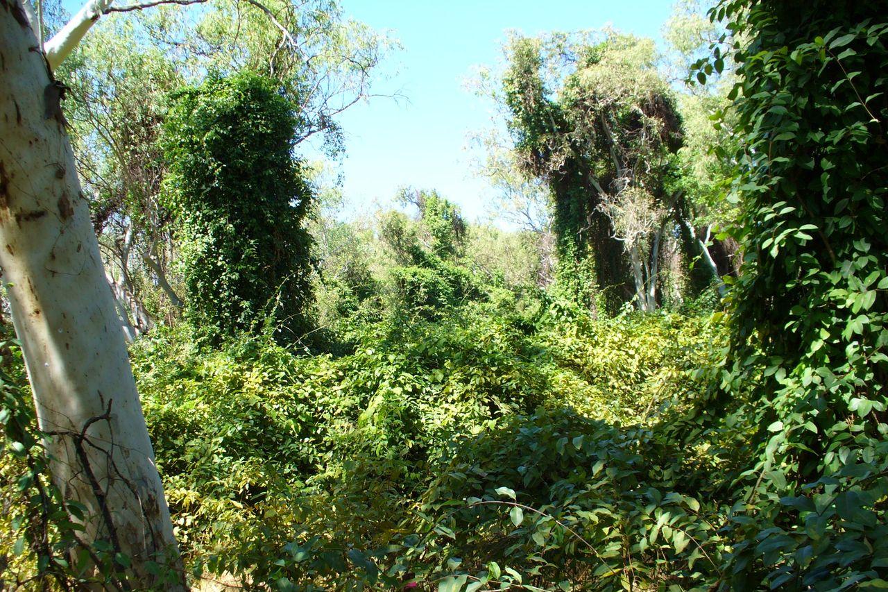WA told to be on the look out for rubber vine - ABC News