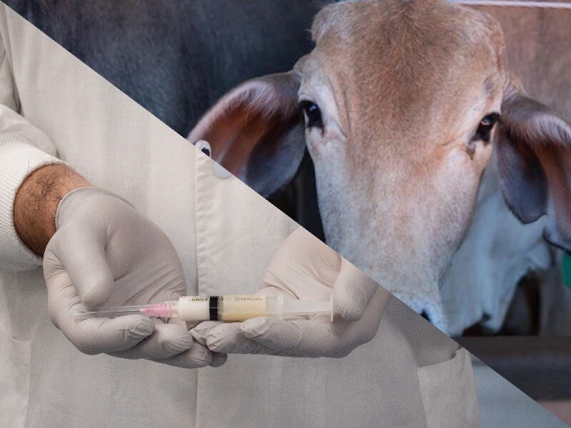 Bovine trichomoniasis vaccine solution near for infertility-causing ...