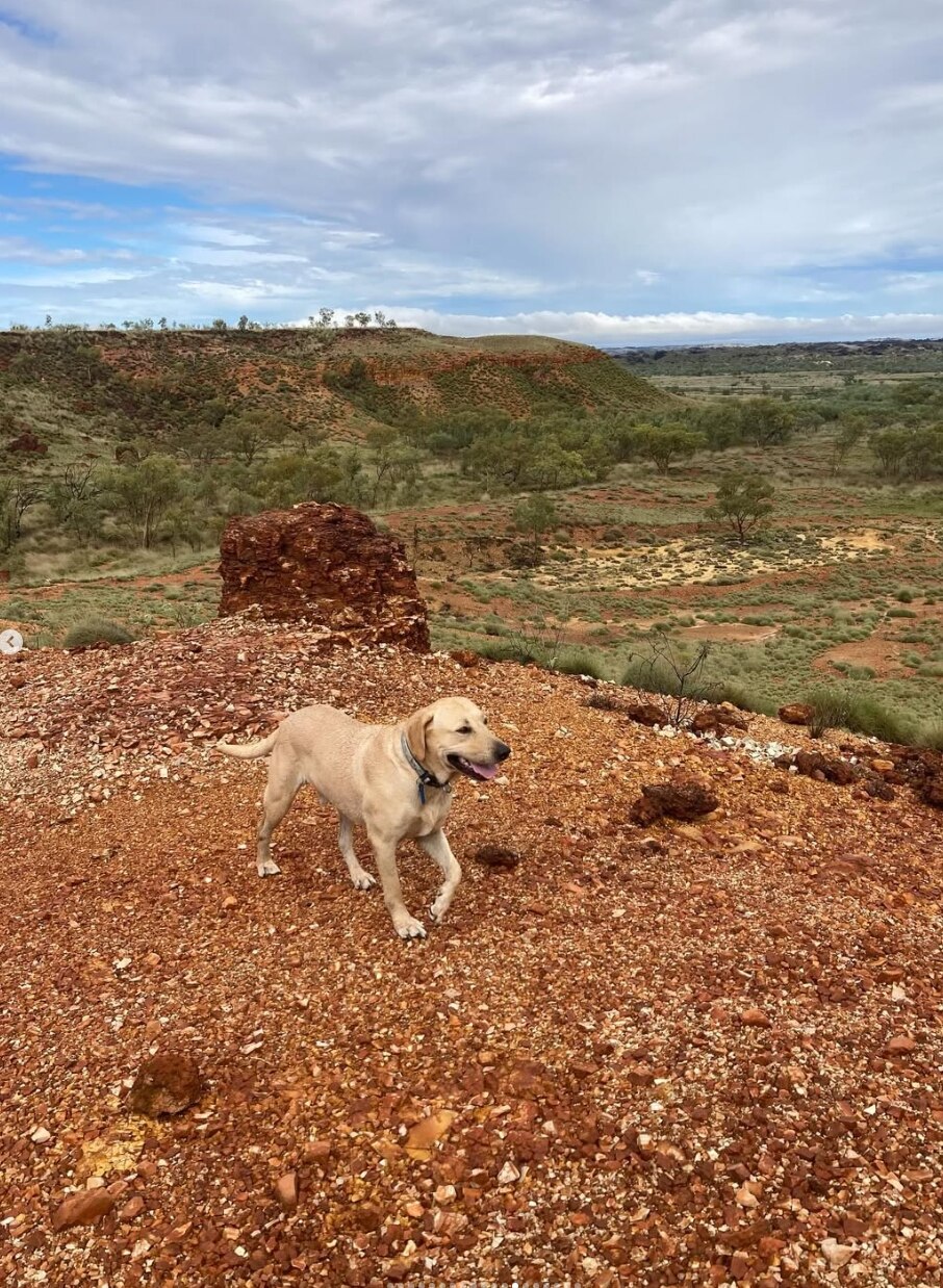 Former Geraldton family appeals pet labrador's dangerous dog ...