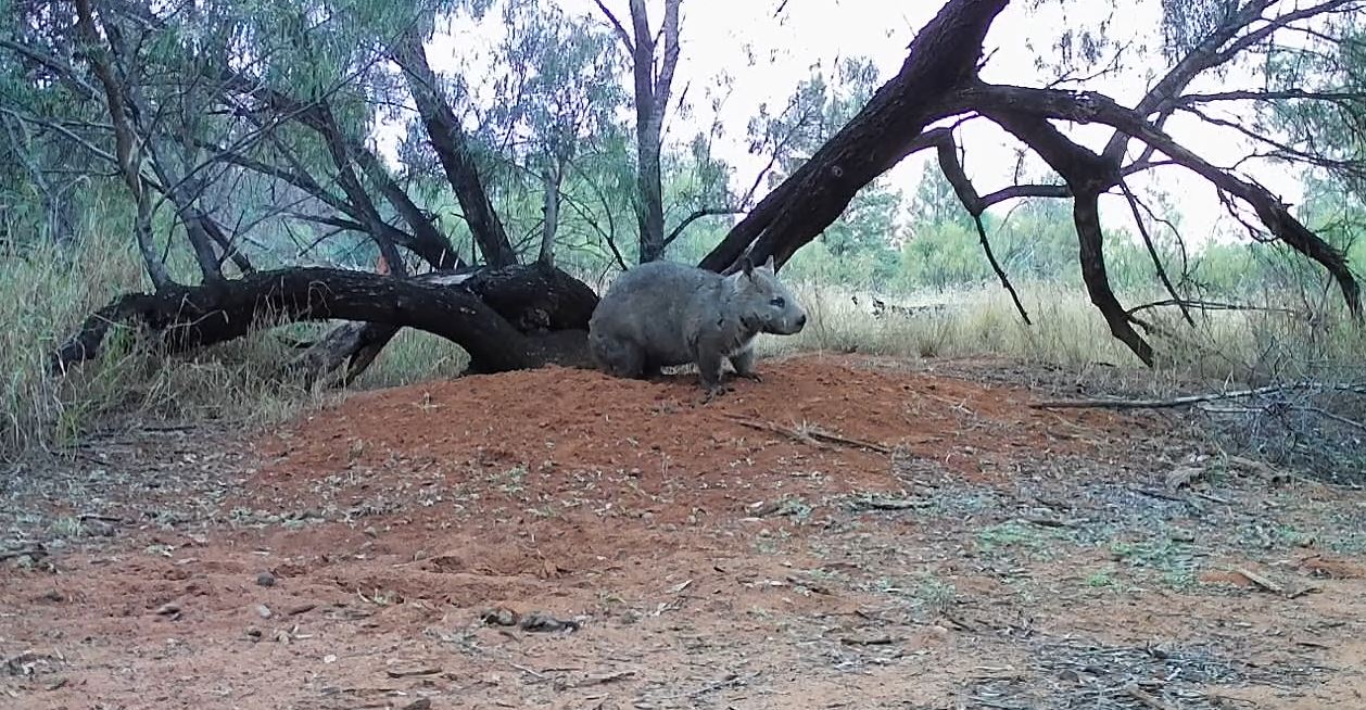 Critically endangered northern hairy-nosed wombat's key to survival ...