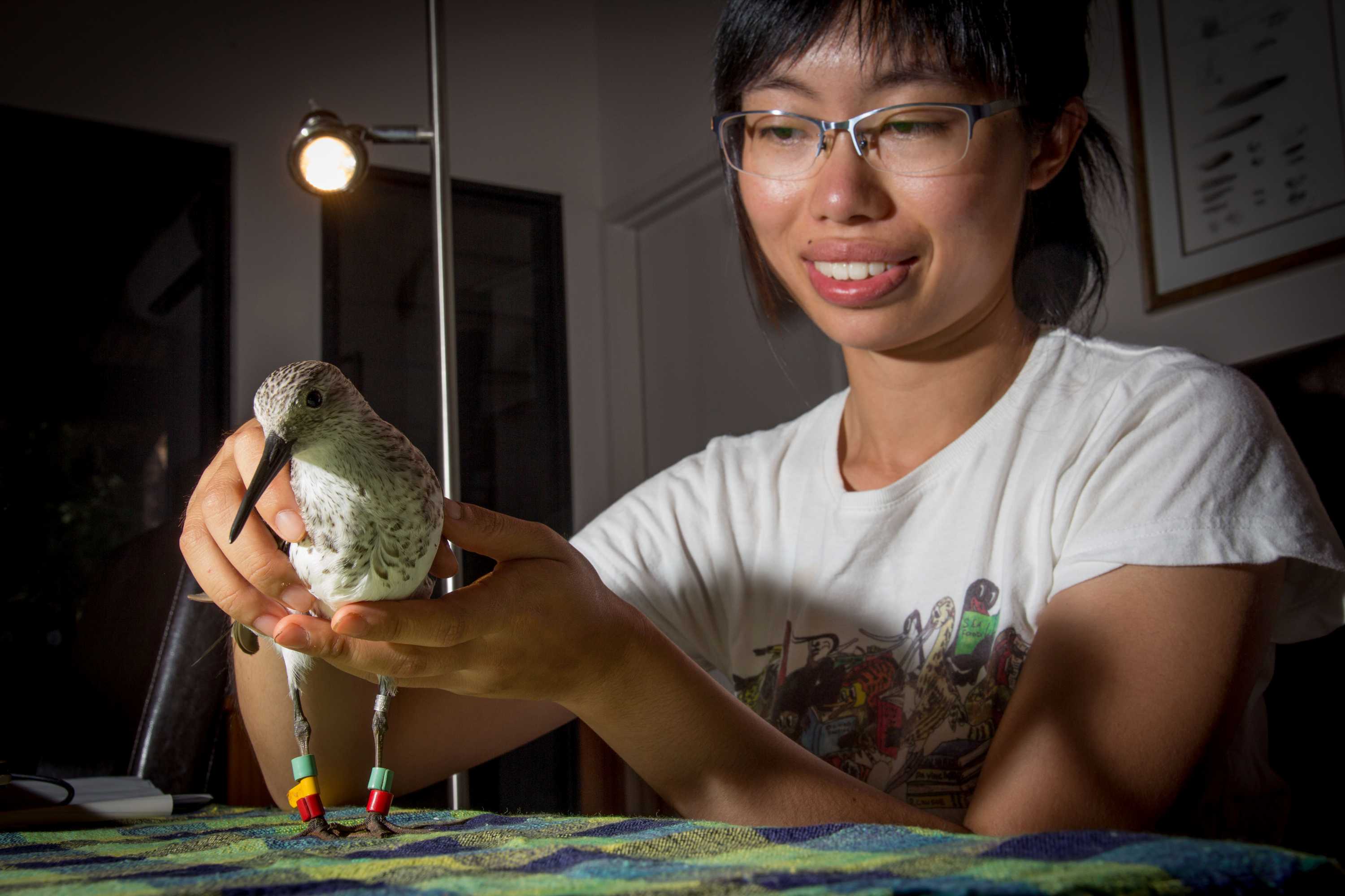 Scientists find birds have personalities which could be key to their ...