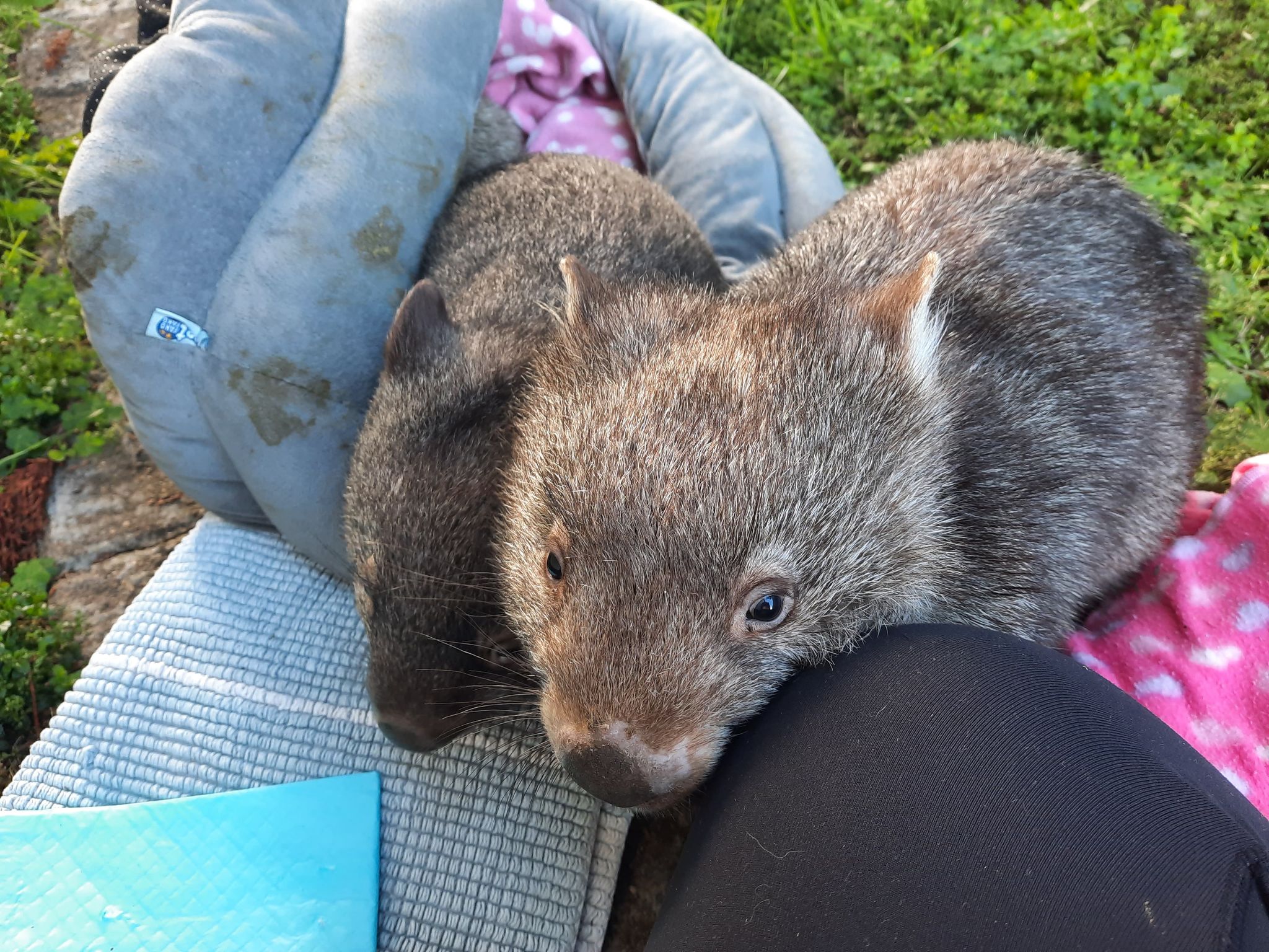 Marathon search to find wombat joey a show of volunteers' dedication to ...