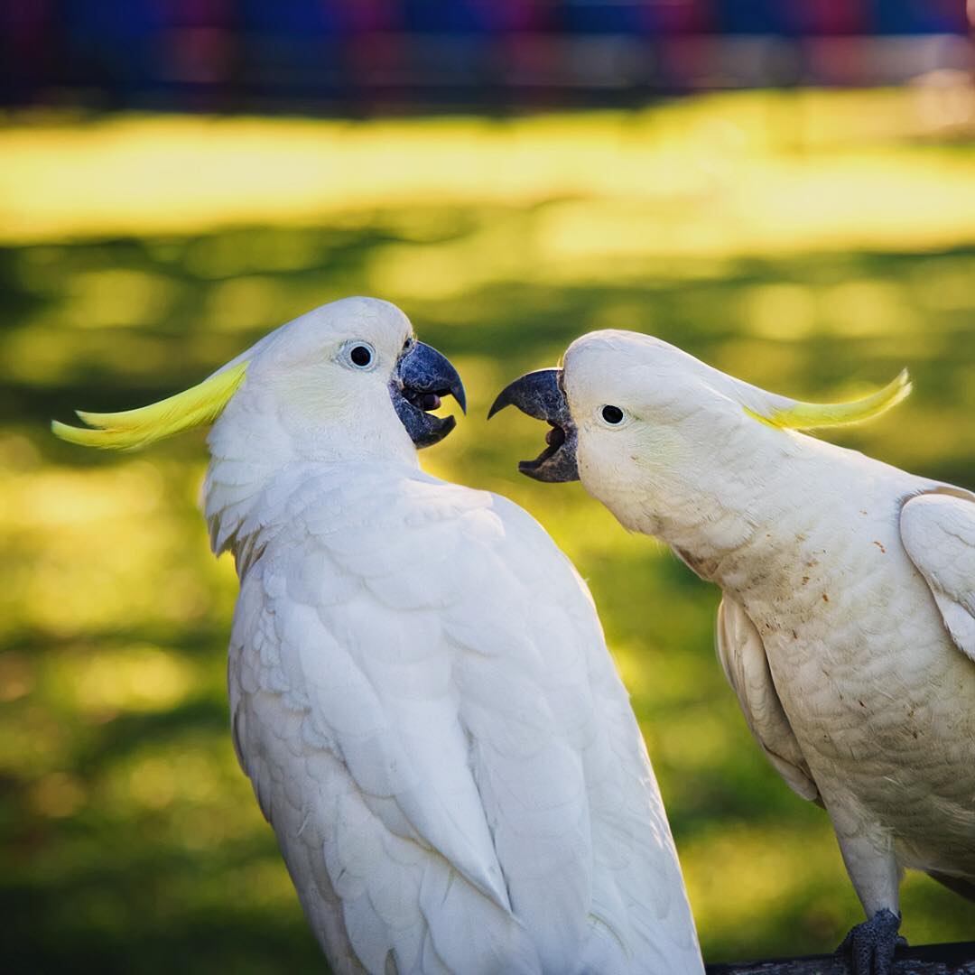 Do you have a noisy suburb in Sydney? - ABC listen