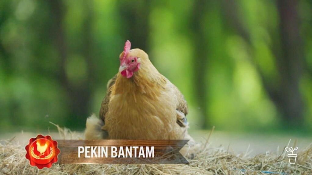 Chook Lookbook - Gardening Australia
