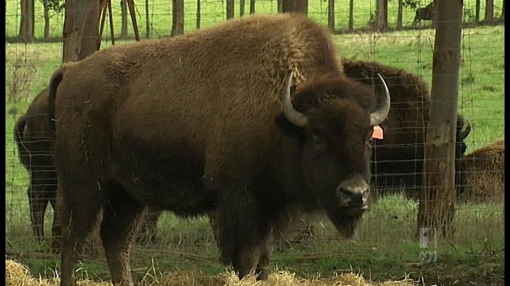 Dancing with bison - ABC News