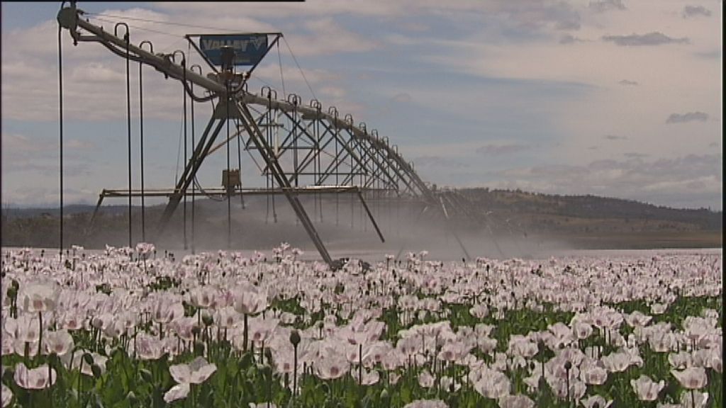 Top End station earmarked for opium poppy plantation - ABC News