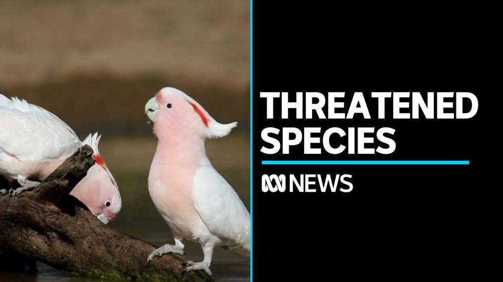 Calls to protect Australian birds amid growing threatened species list ...