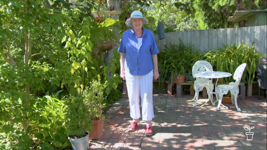 Propagating Cycads - Gardening Australia