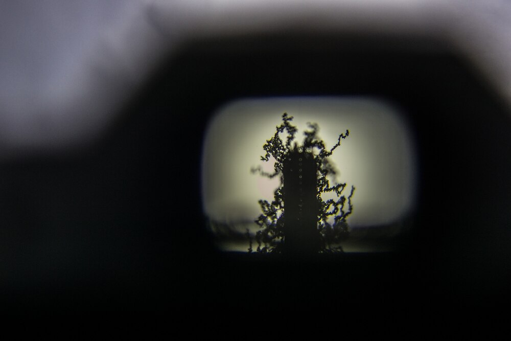 Rockhampton artist's fascination with photographing fungus - ABC News