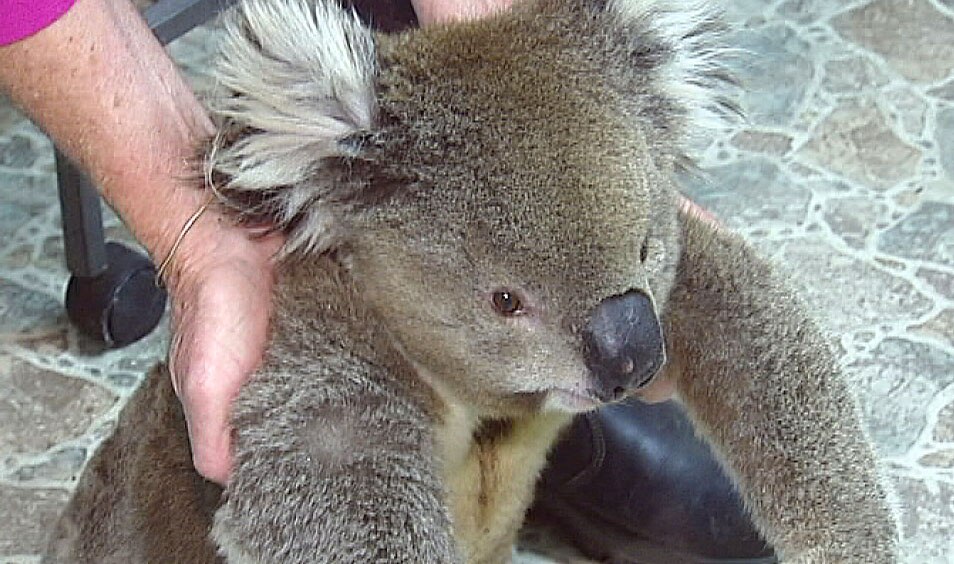 Koala dies after being caught in rabbit trap - ABC News