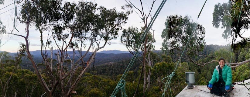 Tree sit protest one year on - ABC News