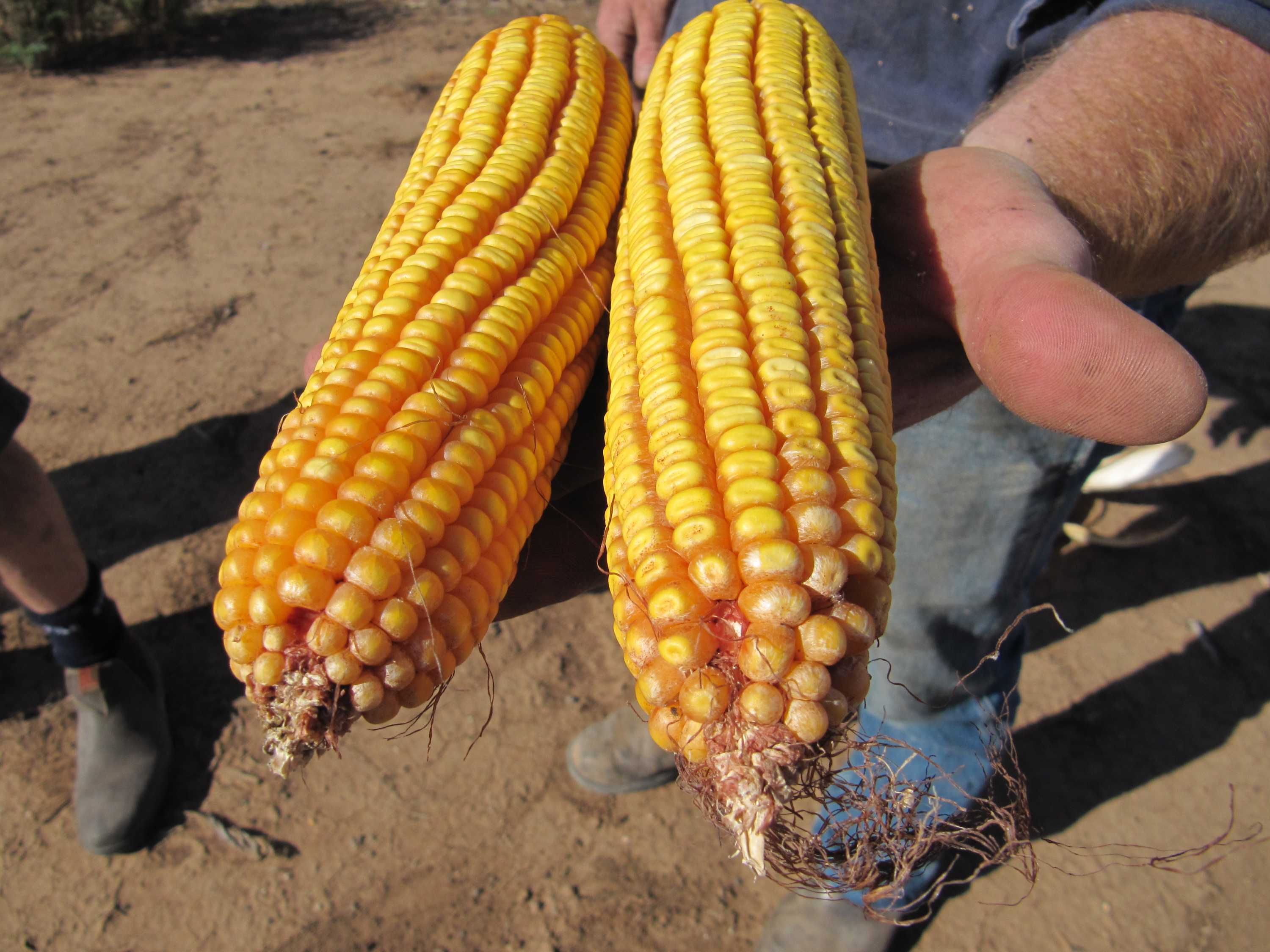 Late plantings boost Australian maize production in 2015 - ABC News