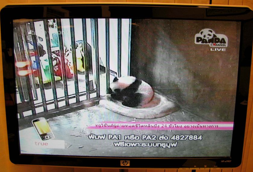 Reality show pandas to fans - ABC News