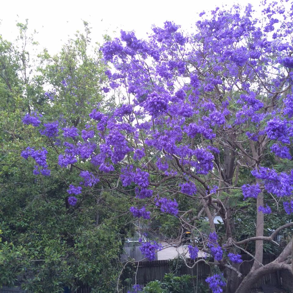 National Tree Day: A selection of some of Australia's favourite trees ...