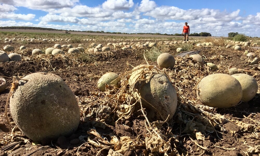 Rotting melons left in paddocks as listeria outbreak cripples West ...