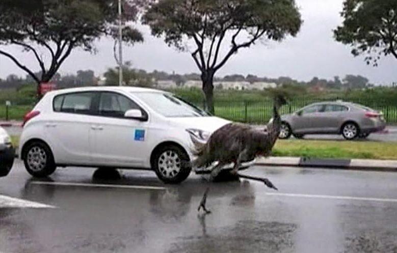 Escaped emu caught running between traffic on Israeli highway near Tel ...