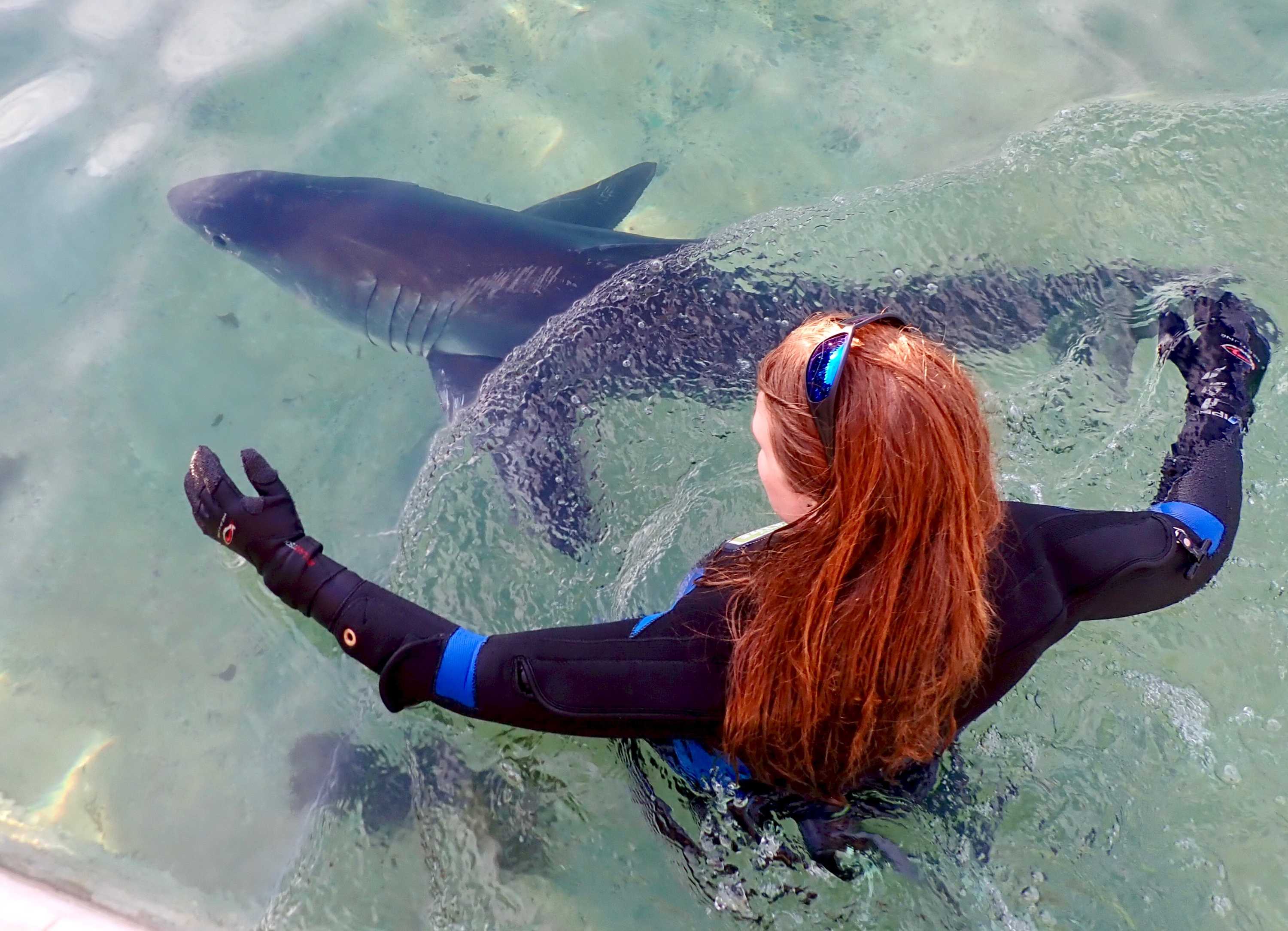 Manly Beach shark returned to ocean after spending night at Sydney ...