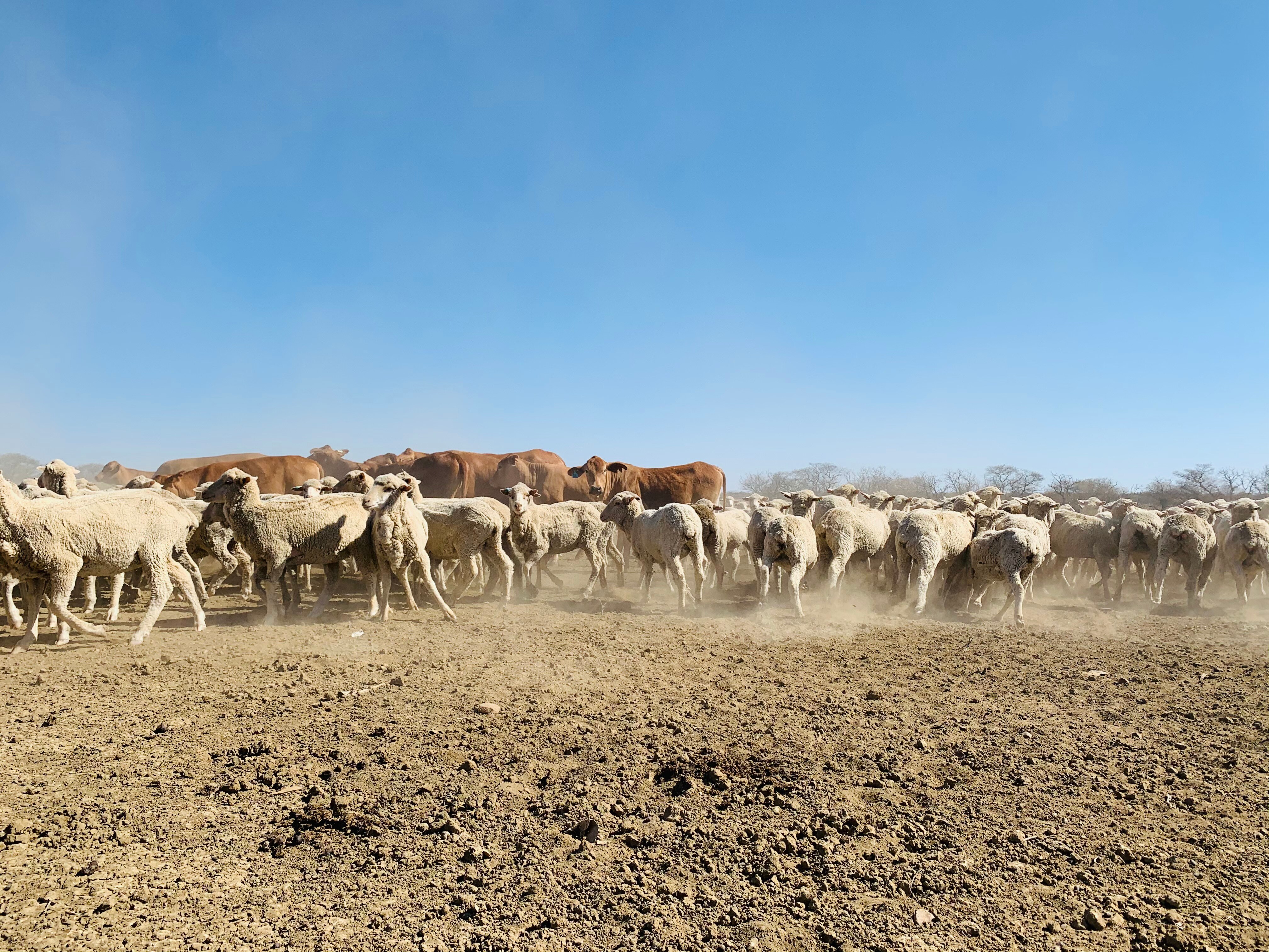 Meet the federal election candidates for the Queensland seat of Maranoa ...