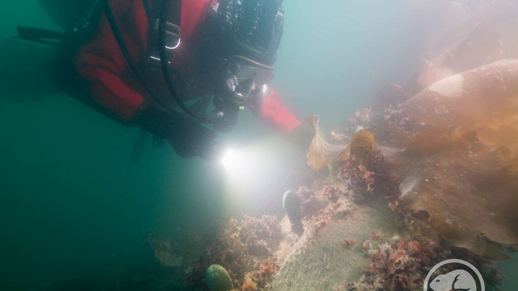Underwater footage shows the final resting place of the HMS Terror ...