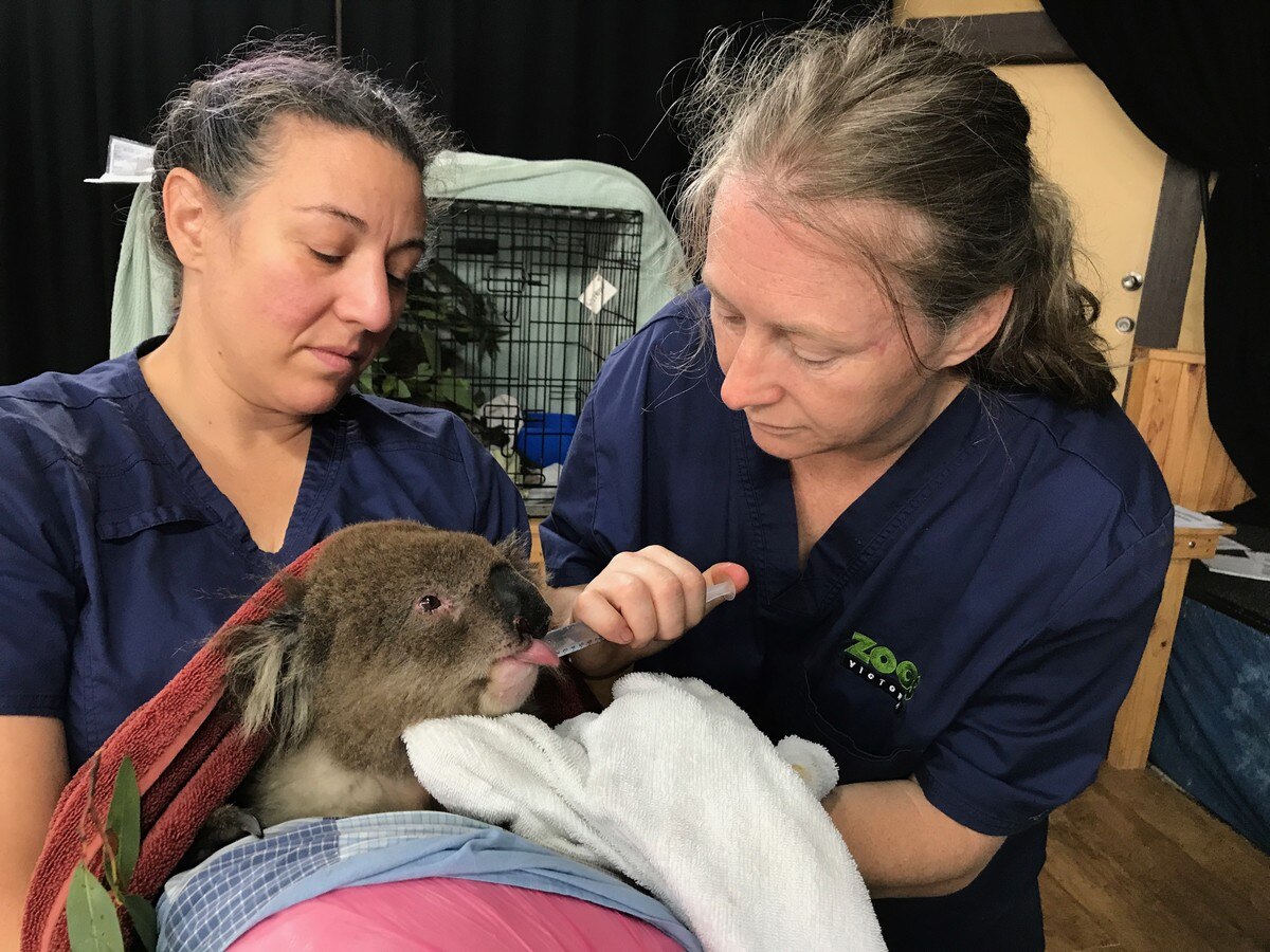 Koalas badly injured in Victorian bushfires finally released back into ...