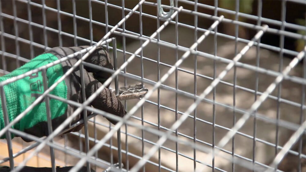 Chicken Pickins' - Gardening Australia