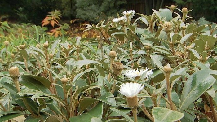 Plant Profile | Marlborough Rock Daisy - Gardening Australia